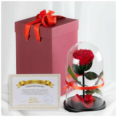 Подарочный комплект Роза в колбе Premium VIP 7-8 см, коробка Wow-effect красная