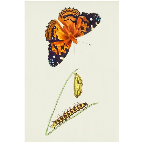 Постер / Плакат / Картина Бабочки - Оранжевая бабочка и коричневая гусеница 50х70 см в подарочном тубусе