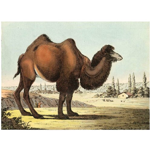 Постер / Плакат / Картина Двугорбый азиатский верблюд 50х70 см в раме