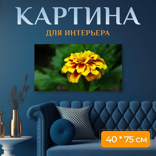 Картина на холсте "Бархатцы, цветок, природа" на подрамнике 75х40 см. для интерьера