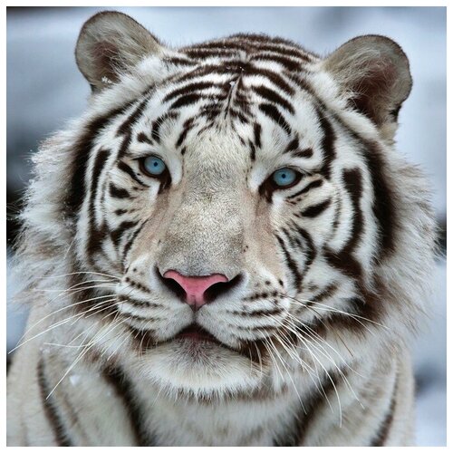 Картина на подрамнике "Белый тигр" 40*40 см