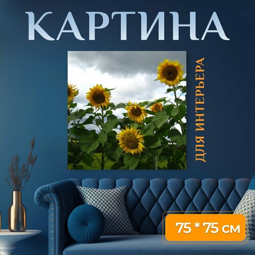 Картина на холсте "Подсолнечник, цветок, солнце" на подрамнике 75х75 см. для интерьера