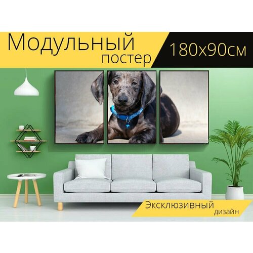 Модульный постер "Такса, собака, животное" 180 x 90 см. для интерьера
