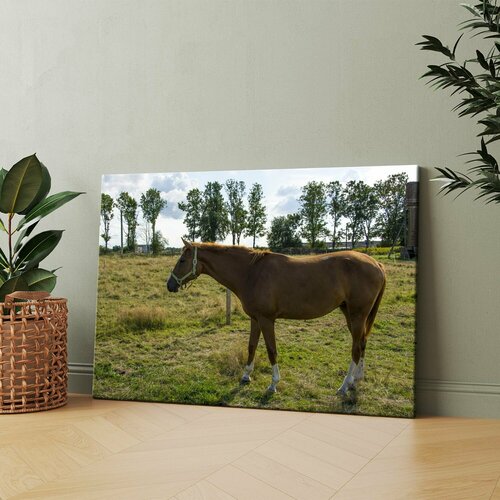 Картина на холсте (Коричневая лошадь, стоящая в поле с деревьями на заднем плане) 60x80 см. Интерьерная, на стену.
