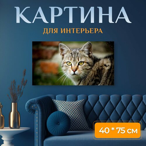 Картина на холсте "Кот, котенок, животные" на подрамнике 75х40 см. для интерьера