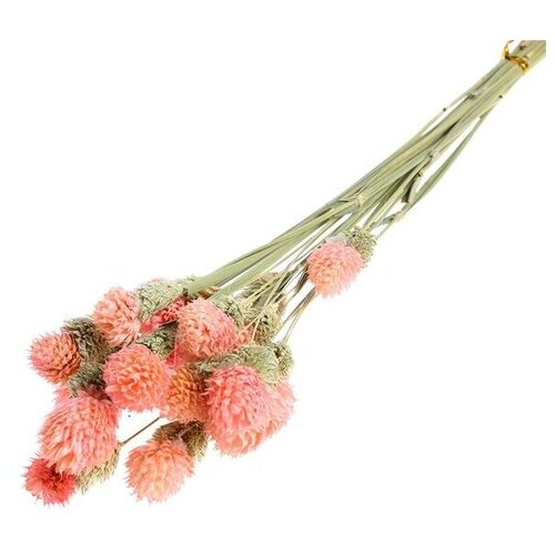 MARU Сухоцвет «Гомфрена шаровидная» набор — от 17 до 20 шт, цвет розовый
