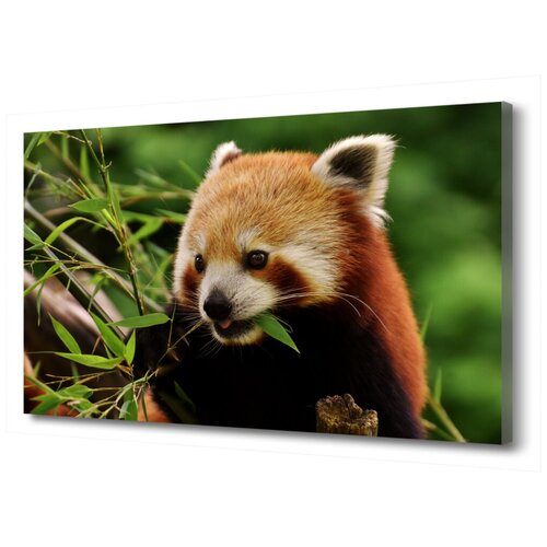 Картина на холсте "Красная панда" PRC-779 (45x30см). Натуральный холст