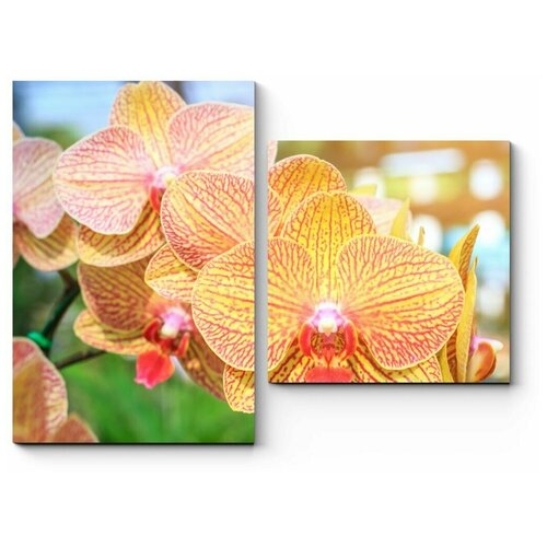 Модульная картина Тайская орхидея 140x105