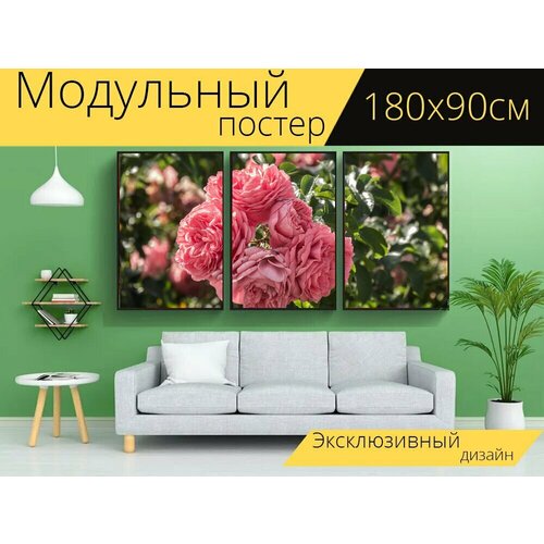 Модульный постер "Цветок, розы, розовый куст" 180 x 90 см. для интерьера