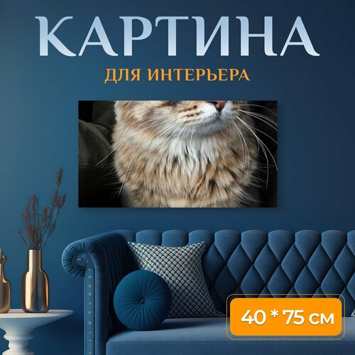 Картина на холсте "Кошка, милый, животное" на подрамнике 75х40 см. для интерьера