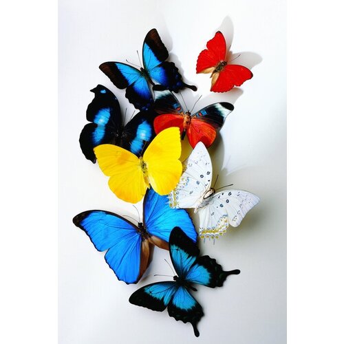 Бабочки картина постер 20 на 30 см, шнур-подвес в подарок
