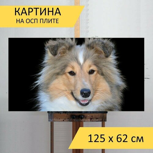 Картина на ОСП 125х62 см. "Колли, собака, изолированный" горизонтальная, для интерьера, с креплениями