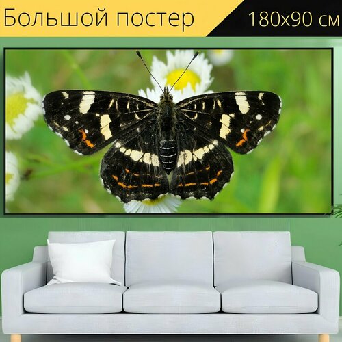 Большой постер "Бабочки дневные, насекомое, природа" 180 x 90 см. для интерьера