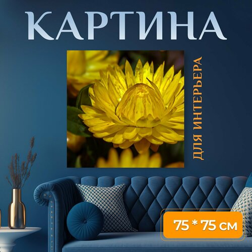 Картина на холсте "Соломенный цветок, цветок, завод" на подрамнике 75х75 см. для интерьера