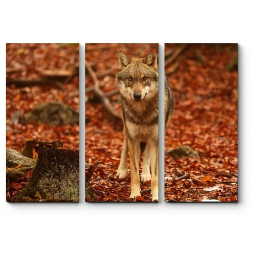 Модульная картина Волк в осеннем лесу 120x86