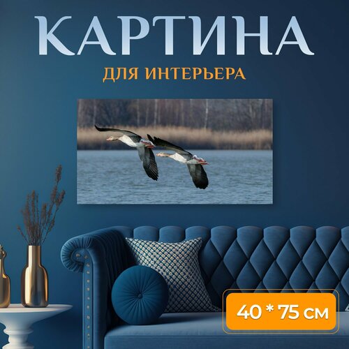 Картина на холсте "Дикий гусь, озеро, водоплавающая птица" на подрамнике 75х40 см. для интерьера