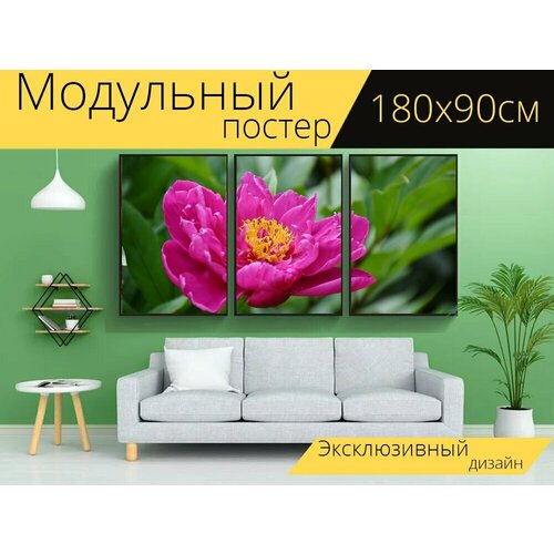 Модульный постер "Пион, цветок, природа" 180 x 90 см. для интерьера