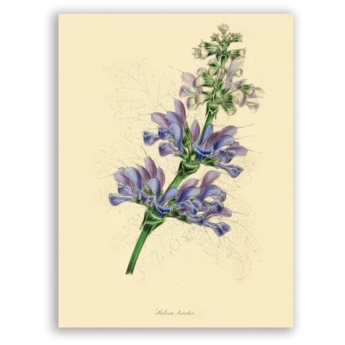 Гравюра Постер на бумаге / Salvia Bicolor