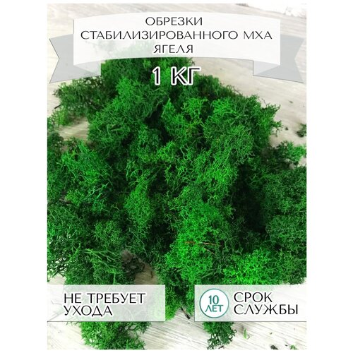 Стабилизированный мох ягель олений мох 2 сорт (обрезки) 1 кг зеленый/природный лесной мох материал для флористики и озеленения/декор для дома