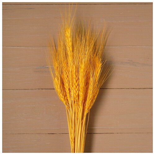 Сухой колос пшеницы, набор 50 шт, цвет жёлтый, сухоцветы, для декора
