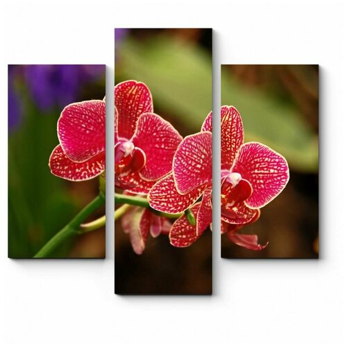 Модульная картина Невероятно красивая тропическая орхидея 100x90