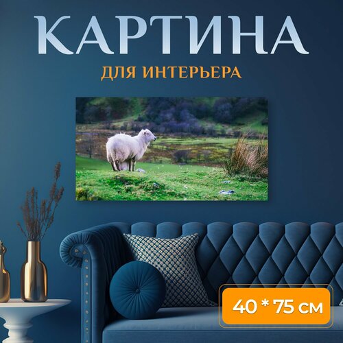 Картина на холсте "Овец, животное, домашний скот" на подрамнике 75х40 см. для интерьера