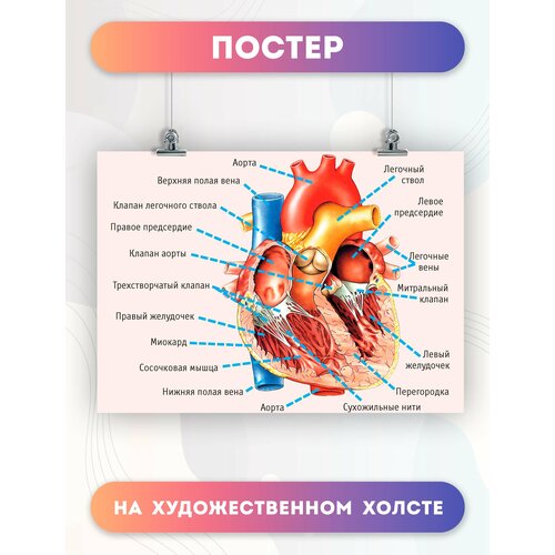 Постер на холсте анатомия сердца биология больница (4) 40х60 см