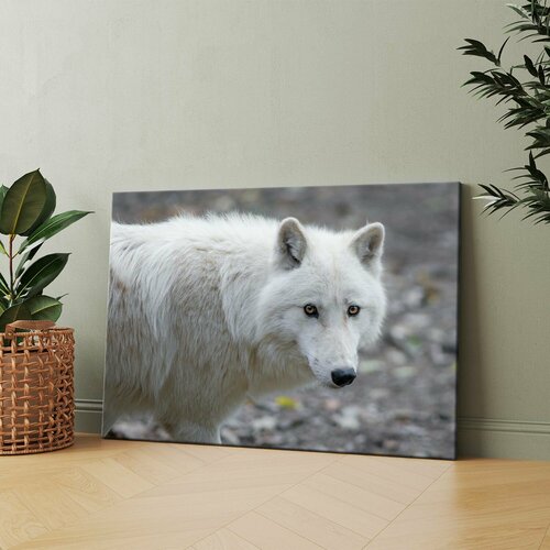 Картина на холсте (Белый волк стоит на каменистой местности) 20x30 см. Интерьерная, на стену.