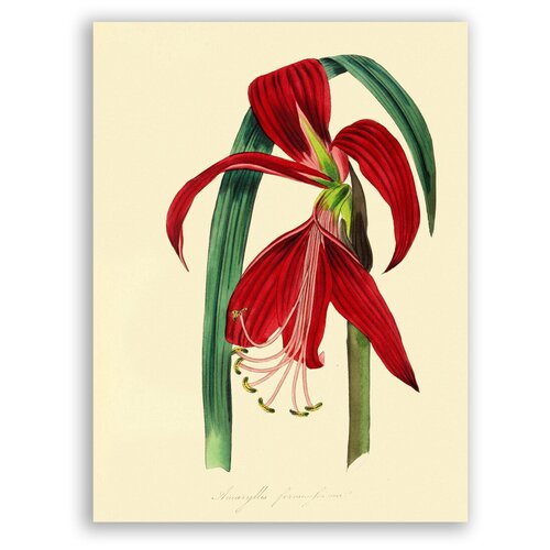 Гравюра Постер на бумаге / Amaryllis Formosissima