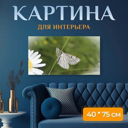 Картина на холсте "Бабочка, ночь, насекомое" на подрамнике 75х40 см. для интерьера