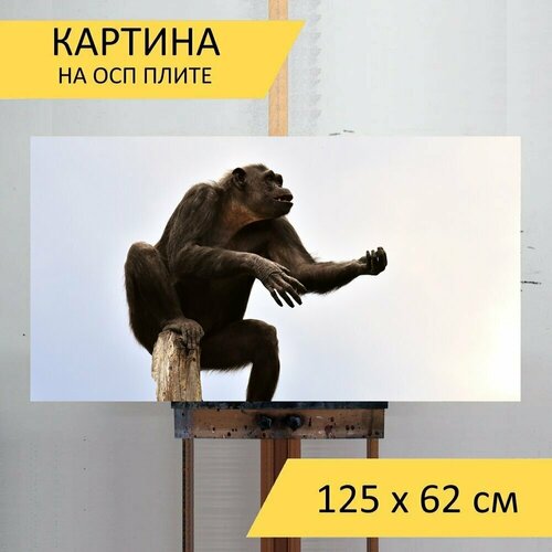 Картина на ОСП 125х62 см. "Шимпанзе, обезьяна, дикая природа" горизонтальная, для интерьера, с креплениями