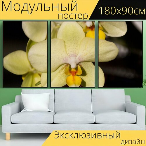 Модульный постер "Орхидея, цветок, цвести" 180 x 90 см. для интерьера