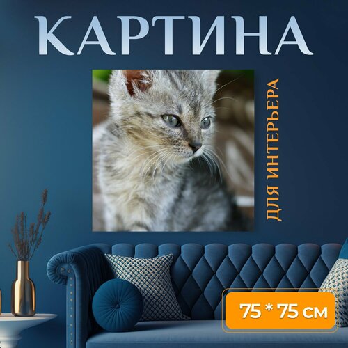 Картина на холсте "Перо, котенок, член семьи" на подрамнике 75х75 см. для интерьера