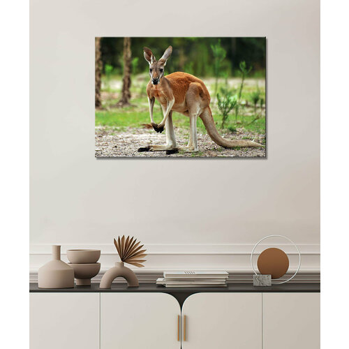 Картина - кенгуру, рыжий кенгуру, большой кенгуру, хвостатый кенгуру, кенгуру в природе (27) 40х60