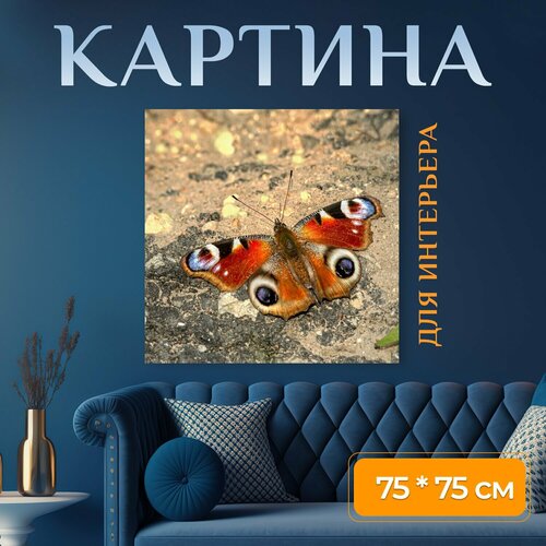 Картина на холсте "Бабочка павлиний, бабочка, насекомое" на подрамнике 75х75 см. для интерьера