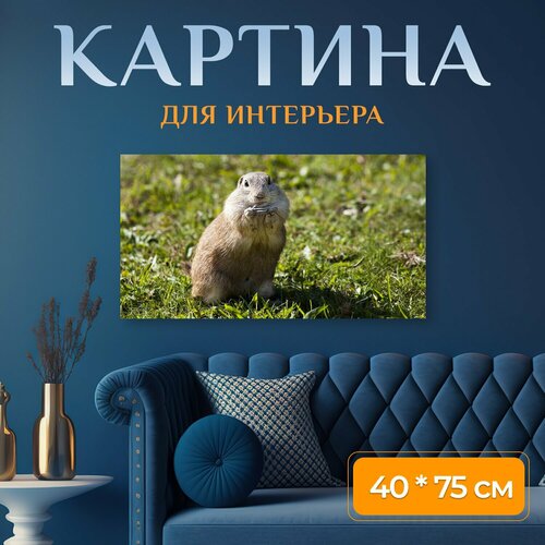 Картина на холсте "Европейский суслик, грызун, животное" на подрамнике 75х40 см. для интерьера