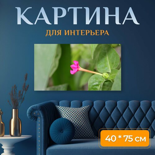 Картина на холсте "Четыре часы цветок, прекрасная природа, фиолетовый" на подрамнике 75х40 см. для интерьера