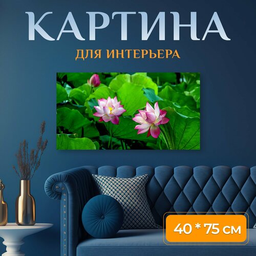 Картина на холсте "Цветок лотоса, цветущий, красивая" на подрамнике 75х40 см. для интерьера