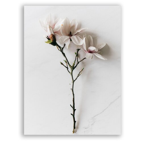 Постер цветы на бумаге / Magnolia / Магнолия