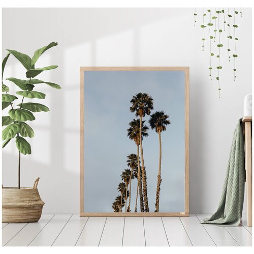 Постер без рамки "Калифорнийская пальма" 30 на 40 в тубусе / Картина для интерьера / Плакат / Постер на стену / Интерьерные картины