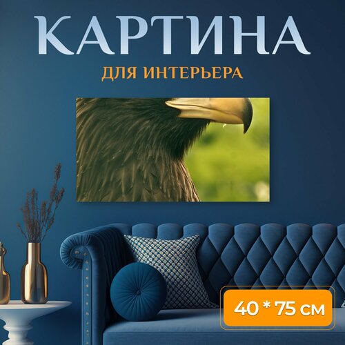 Картина на холсте "Птица, орел, орёл" на подрамнике 75х40 см. для интерьера