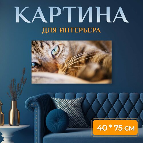 Картина на холсте "Лахайне, мауи, кошка" на подрамнике 75х40 см. для интерьера