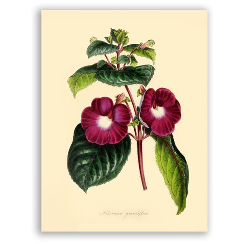 Гравюра Постер на бумаге / Achimenes Grandiflora