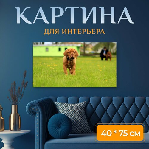 Картина на холсте "Бургундия, собака, дог" на подрамнике 75х40 см. для интерьера