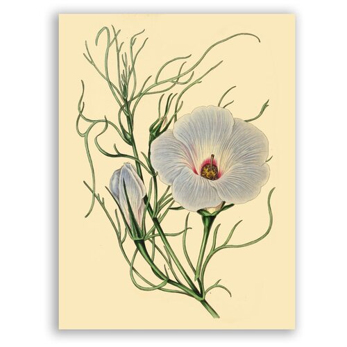 Гравюра Постер на бумаге / Hibiscus Multifidus
