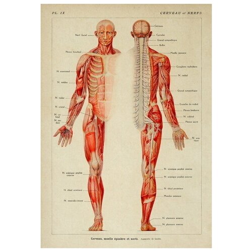 Плакат, постер на холсте анатомический атлас человека. Мышцы и скелет. В цвете. Размер 30 х 42 см