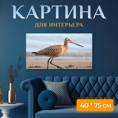 Картина на холсте "Птица, кулик, пляж" на подрамнике 75х40 см. для интерьера