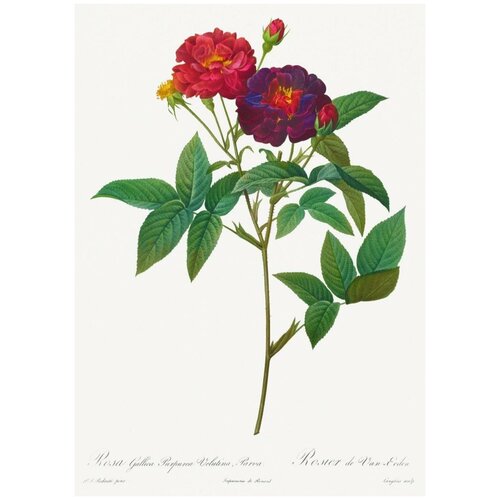 Постер / Плакат / Картина Дикие цветы - Пурпурная роза 50х70 см в подарочном тубусе