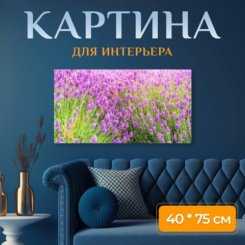 Картина на холсте "Лаванда, цветок, цвести" на подрамнике 75х40 см. для интерьера