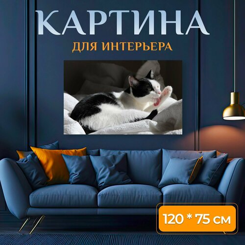 Картина на холсте "Кошка, животное, милые" на подрамнике 120х75 см. для интерьера